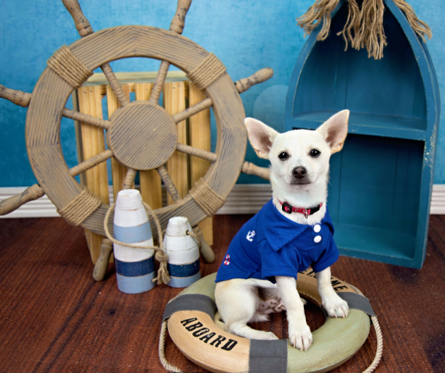 Pet Photography: 8 Tips in Photographing Pets - WaterMarquee